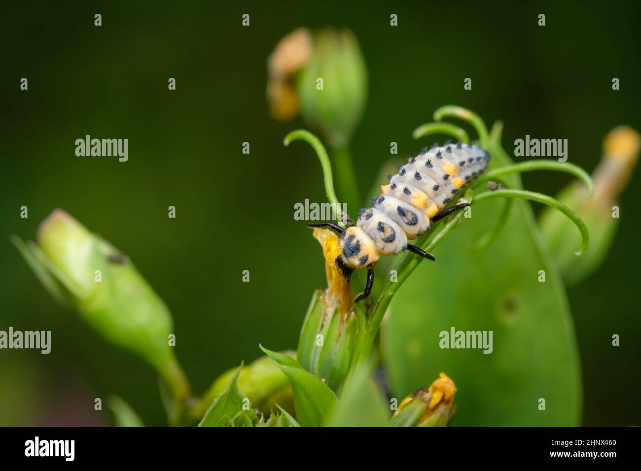 Ladybug larva metamorphosis hi-res stock photography and images - Alamy