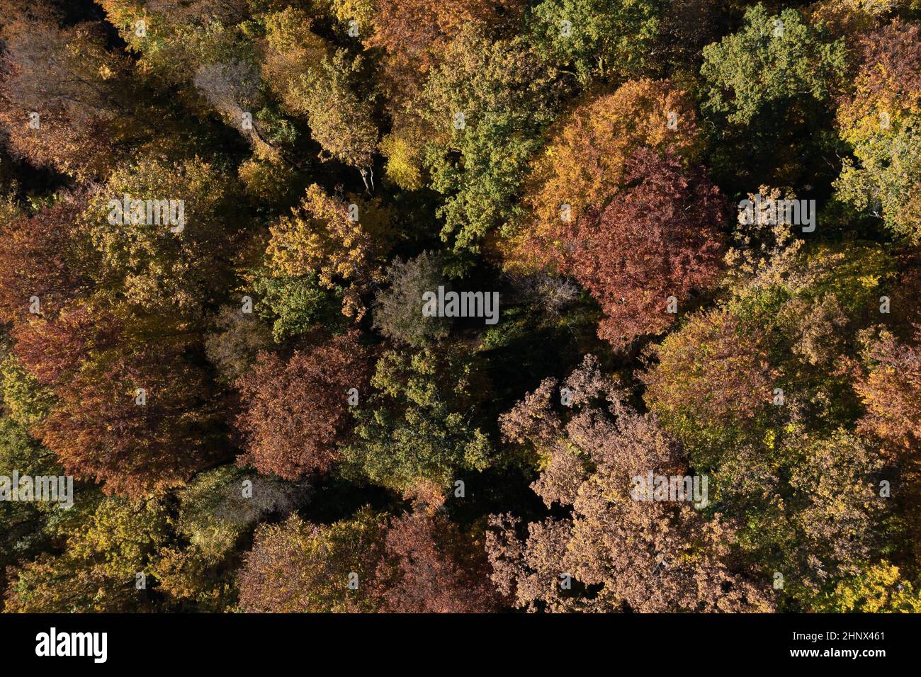 aerial of colorful foliage of a forest in autumn seen from above Stock ...
