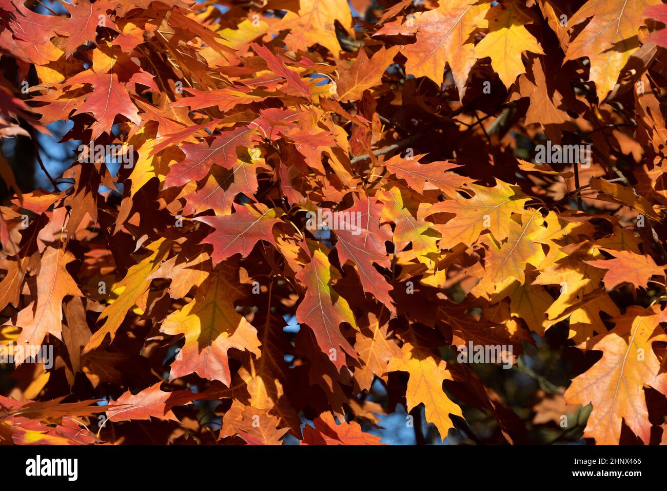 colorful autumn foliage in detail Stock Photo - Alamy