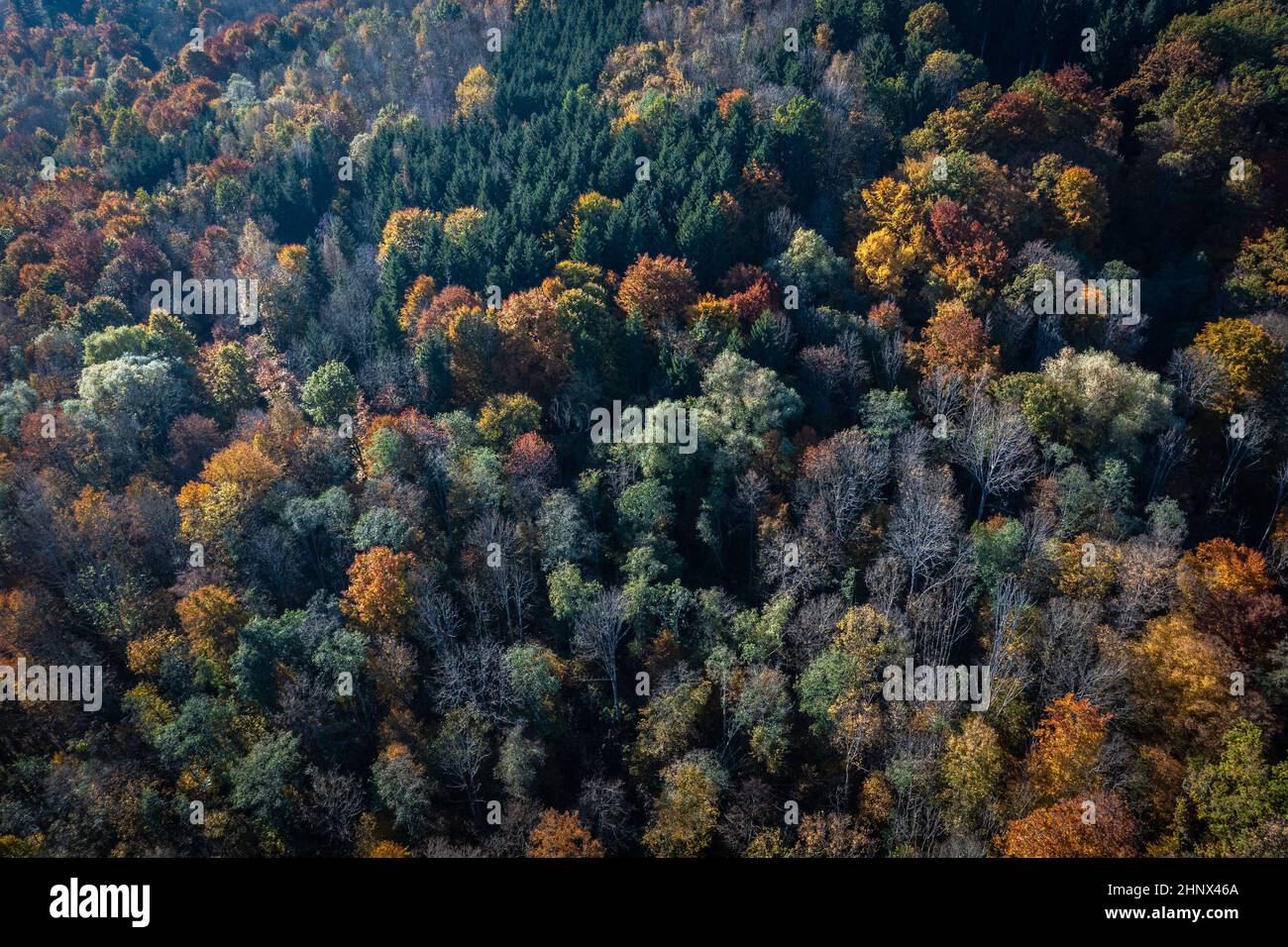 aerial of colorful foliage of a forest in autumn seen from above Stock ...