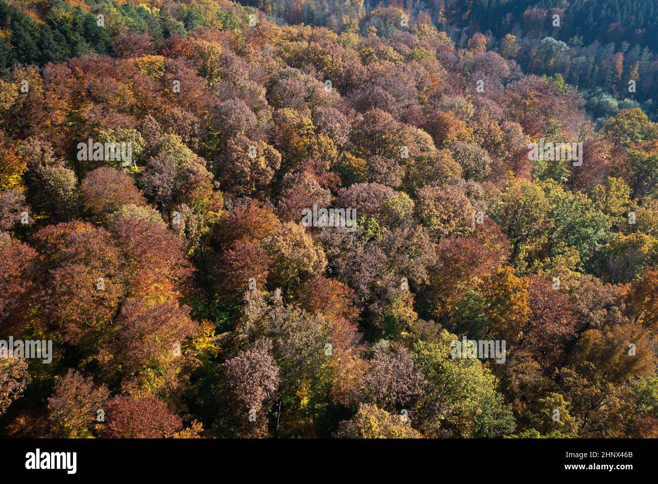 aerial of colorful foliage of a forest in autumn seen from above Stock ...
