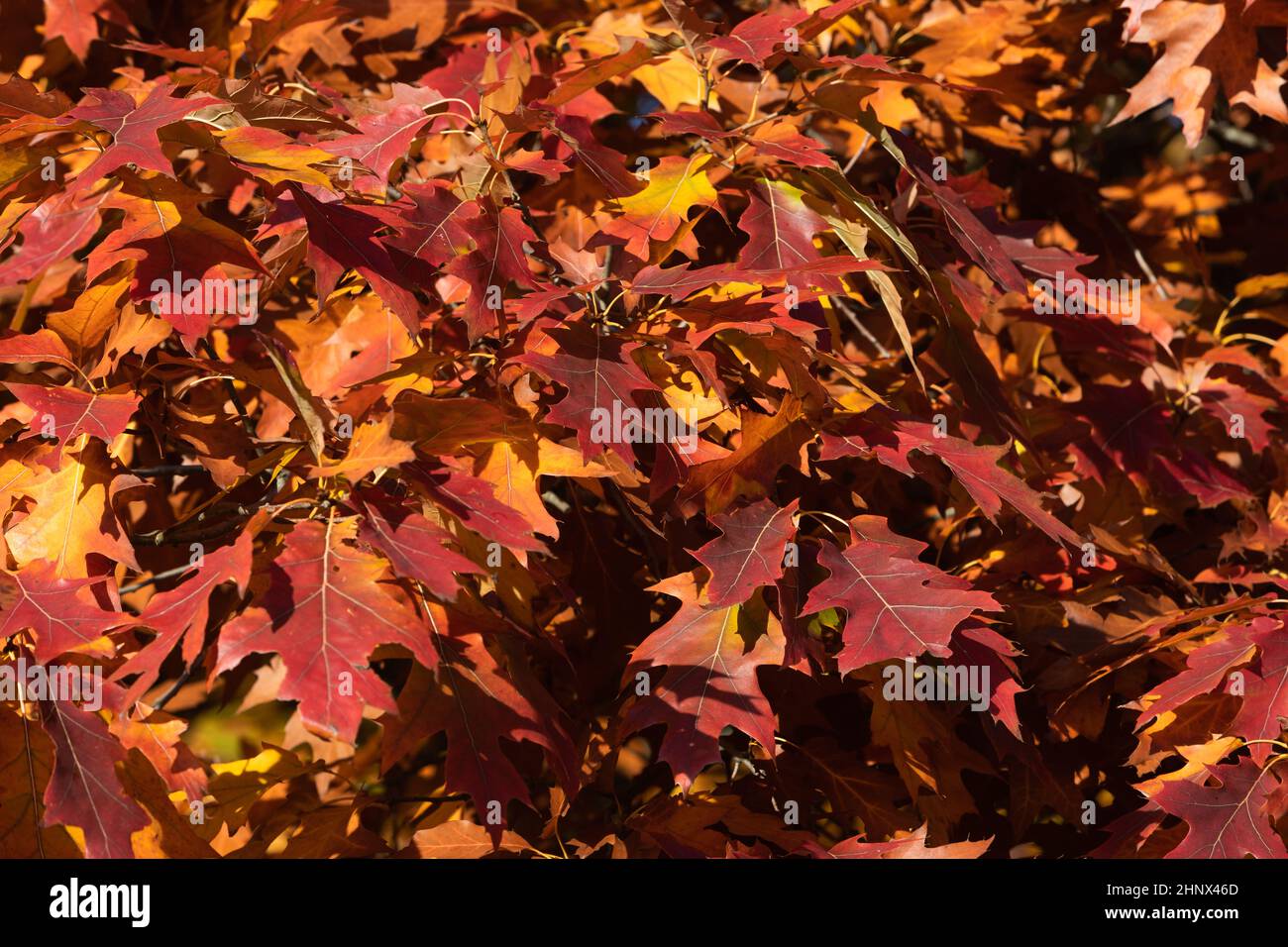 colorful autumn foliage in detail Stock Photo - Alamy