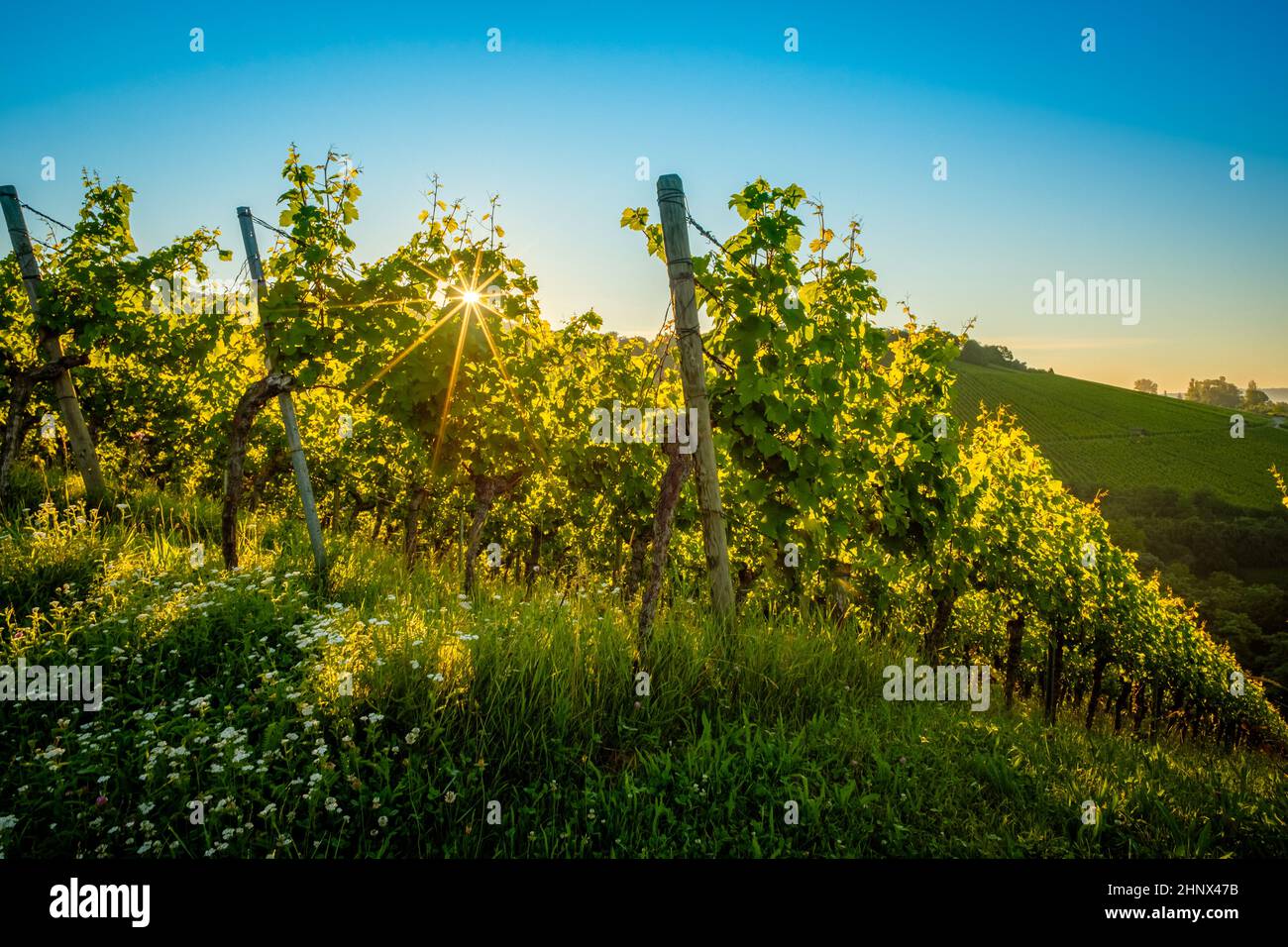 Vineyard in summer sunrise with star of the sun beam ray Stock Photo ...