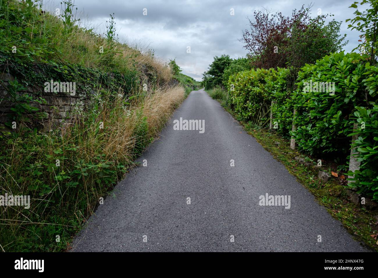 Rural scene bushes grass hi-res stock photography and images - Alamy