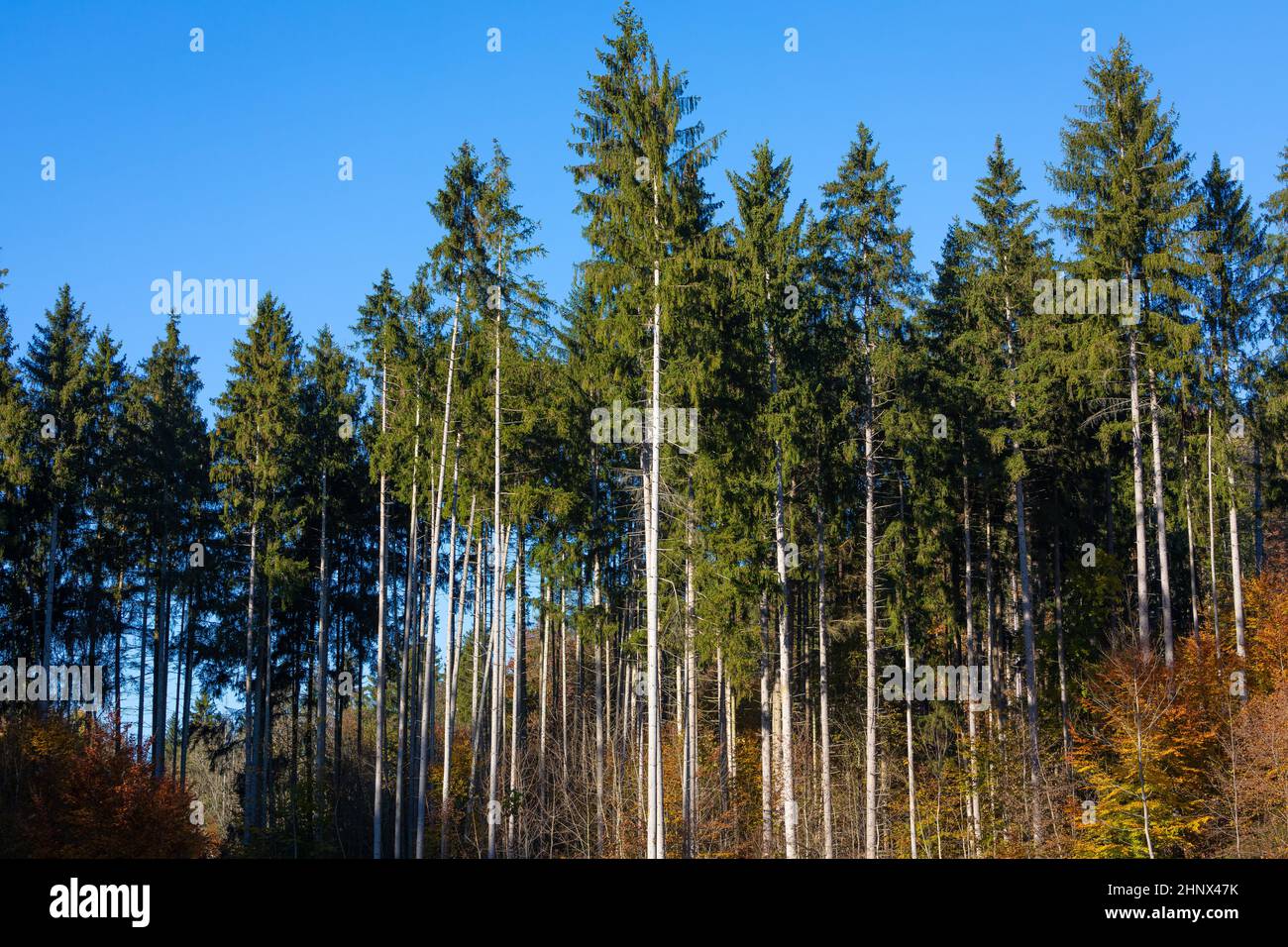 colorful forest foliage in autumn on a sunny day Stock Photo - Alamy