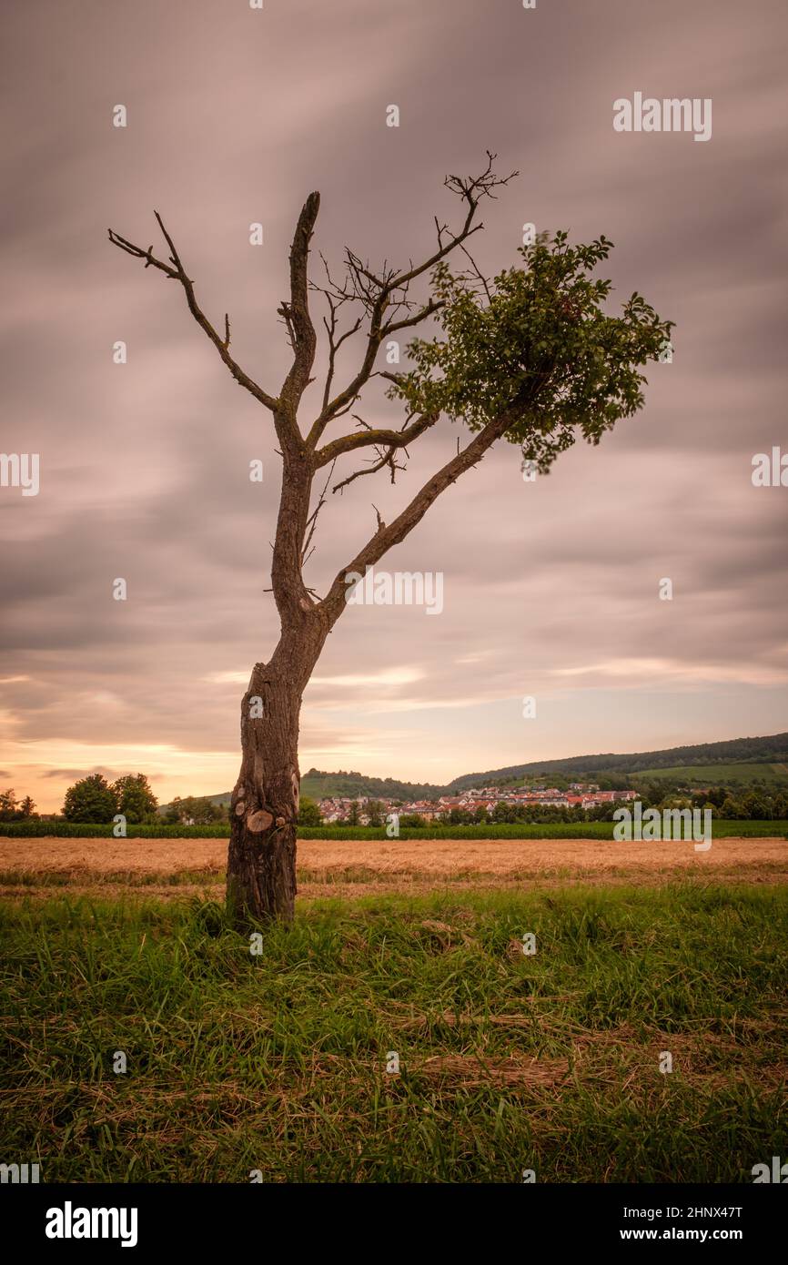 Old plum fruit tree on field with dark clouds in the sky vertical ...