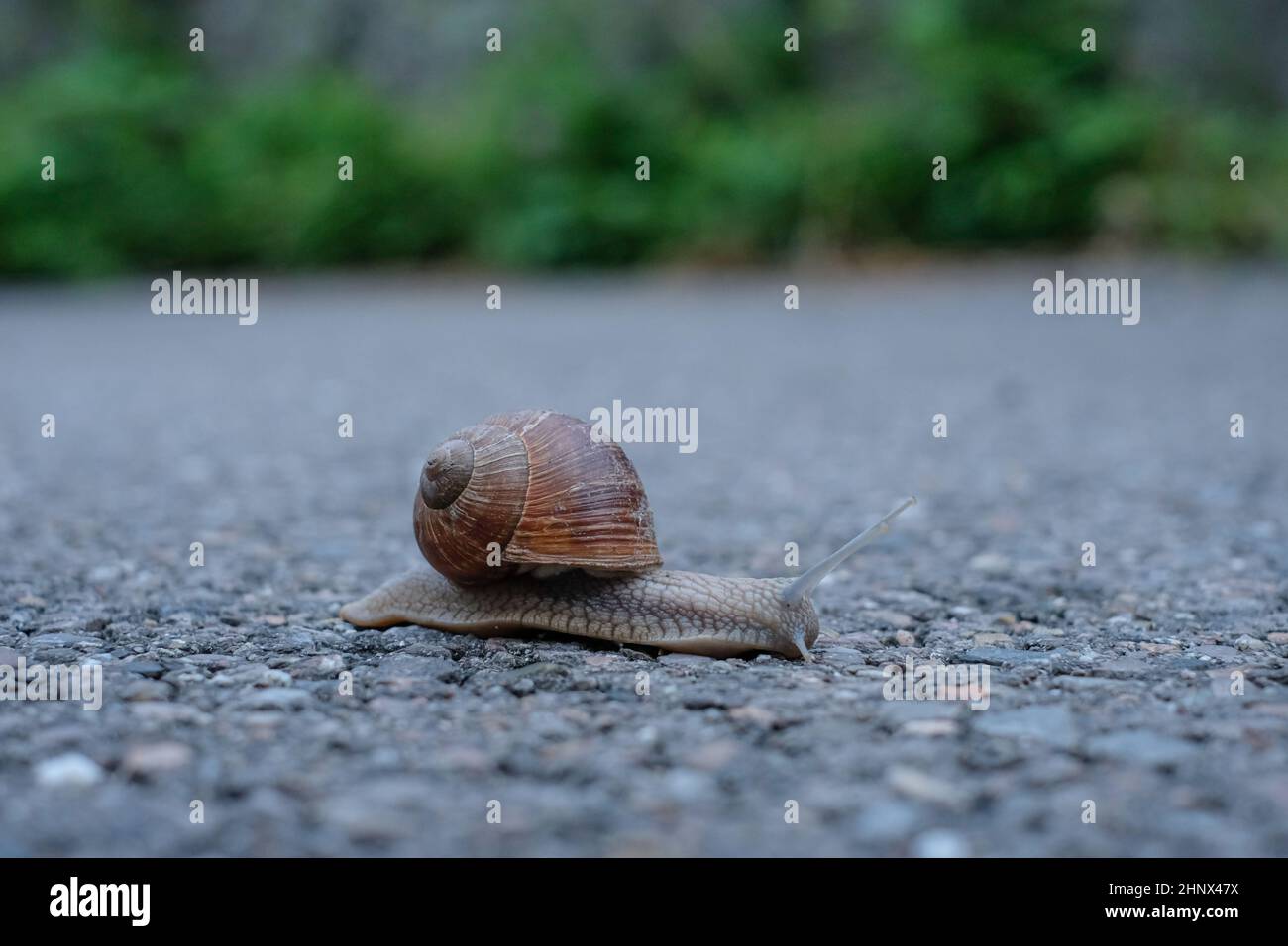 Snail (Helix pomatia) creeping close-up Stock Photo - Alamy