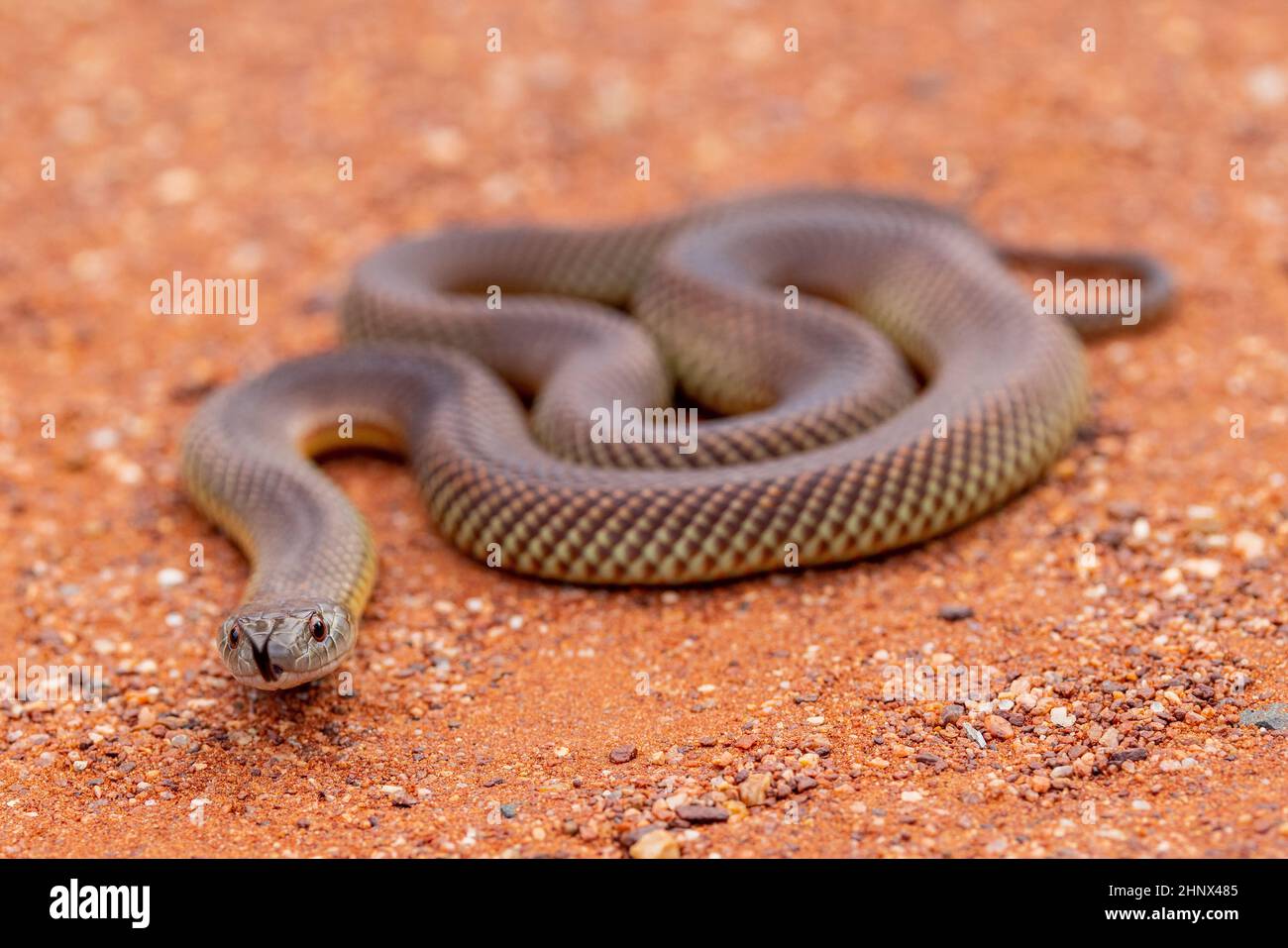 Australian king brown snake hi-res stock photography and images - Alamy