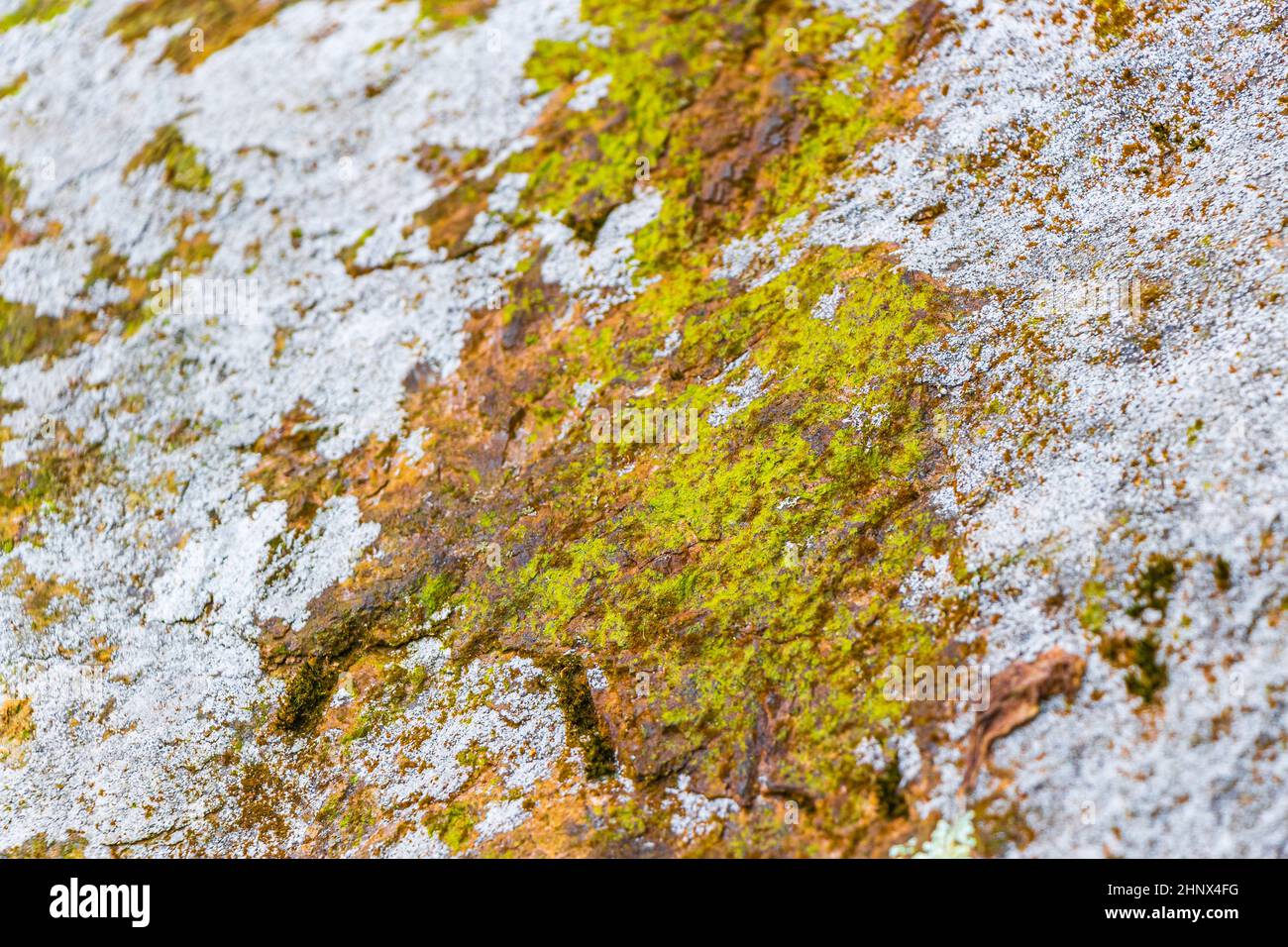 Stone rock texture with colorful green orange red and black moss and ...