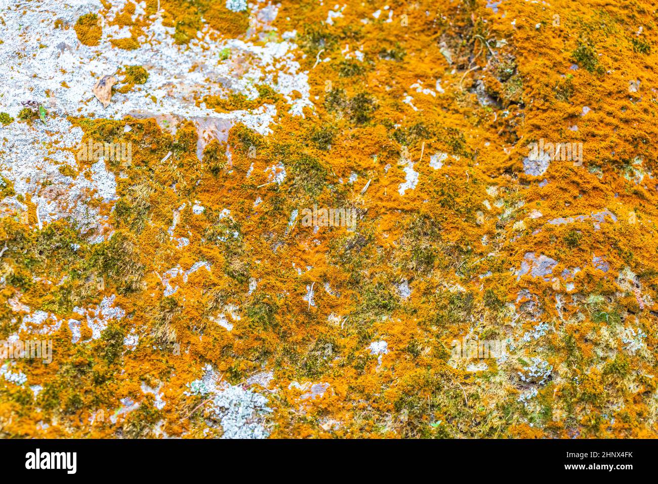 Stone rock texture with colorful green orange red and black moss and ...