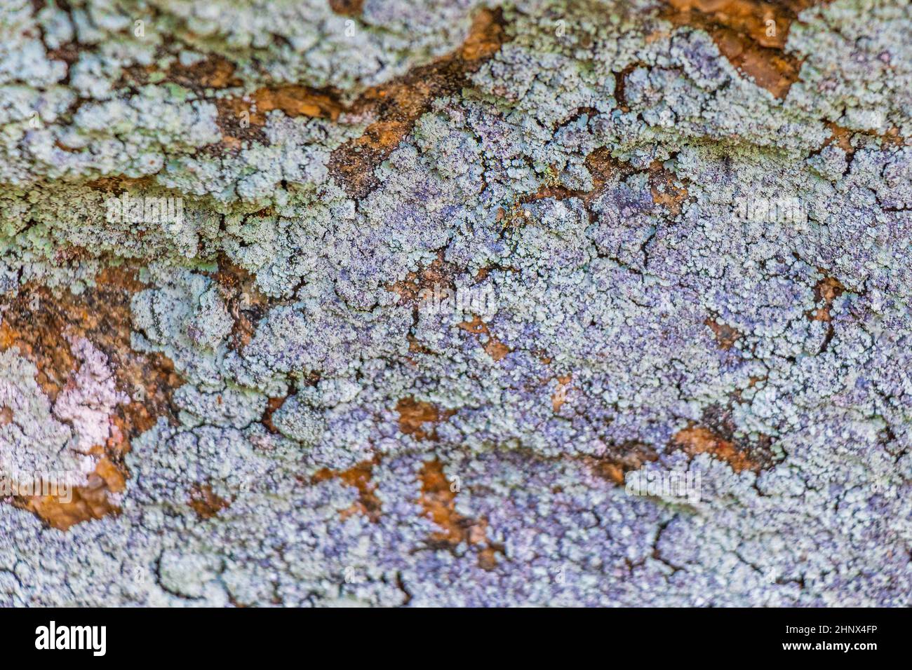 Stone rock texture with colorful green orange red and black moss and ...