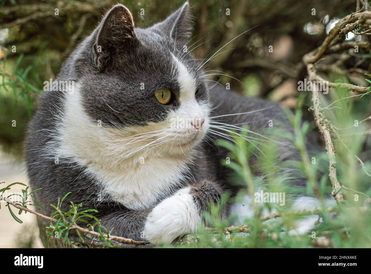 Cute grey Cat rest in the garden with plant in spring Stock Photo - Alamy