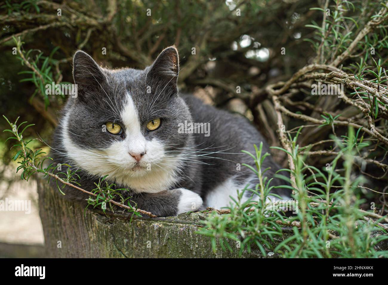 Cute grey Cat rest in the garden with plant in spring Stock Photo - Alamy