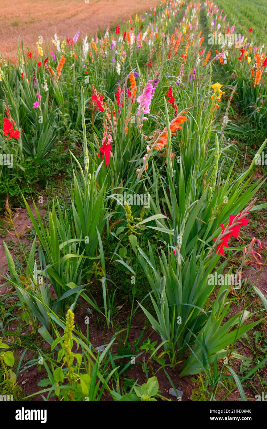 Field of colourful gladiola flowers in vertical format Stock Photo - Alamy