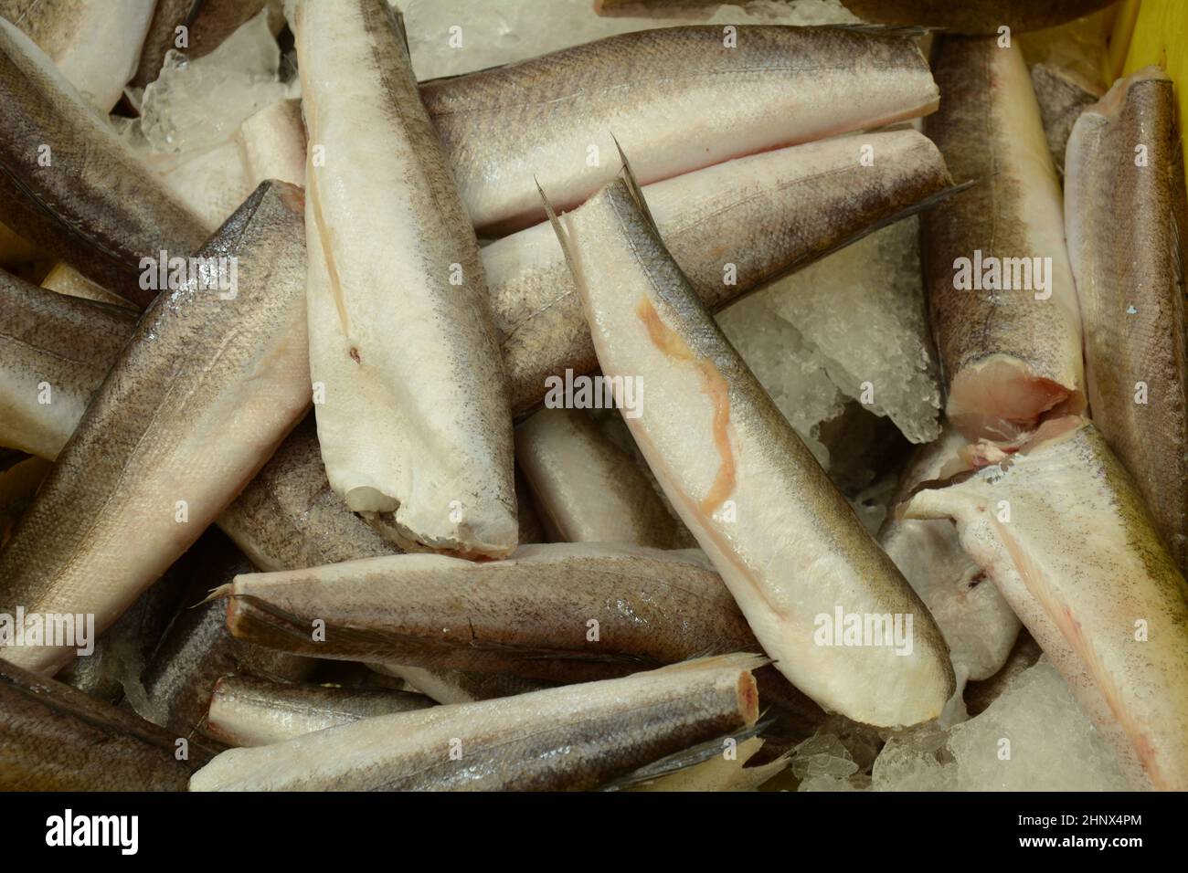 Fresh fish of the Mediterranean sea at the East Arab market of old City ...