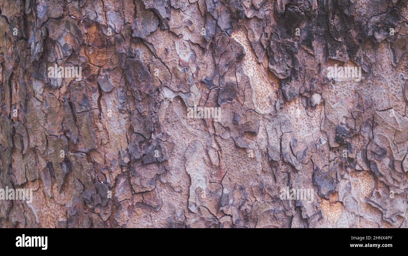 Detail teak tree trunk texture hi-res stock photography and images - Alamy