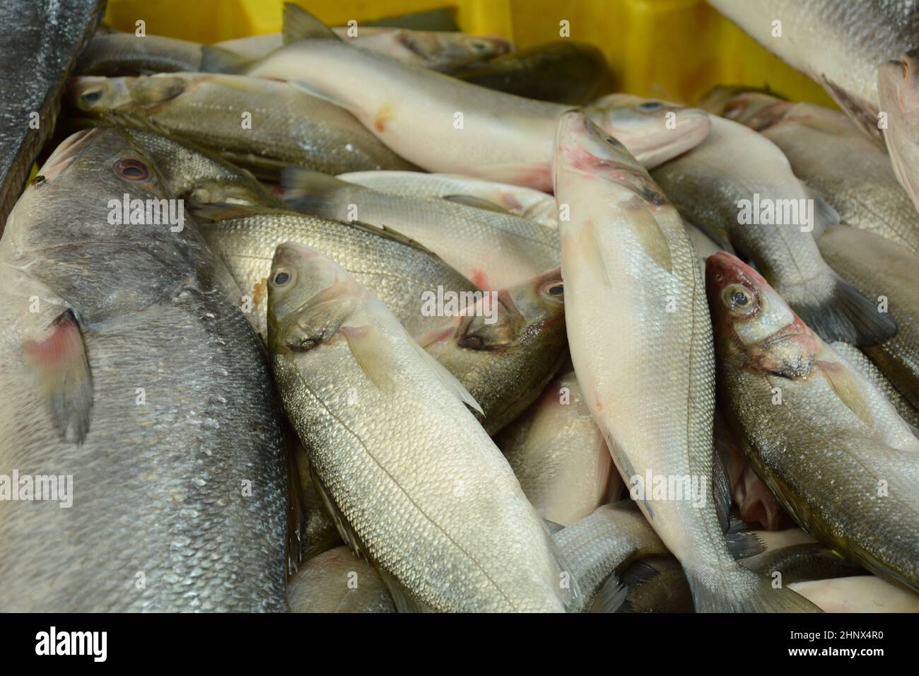 Fresh fish of the Mediterranean sea at the East Arab market of old City ...