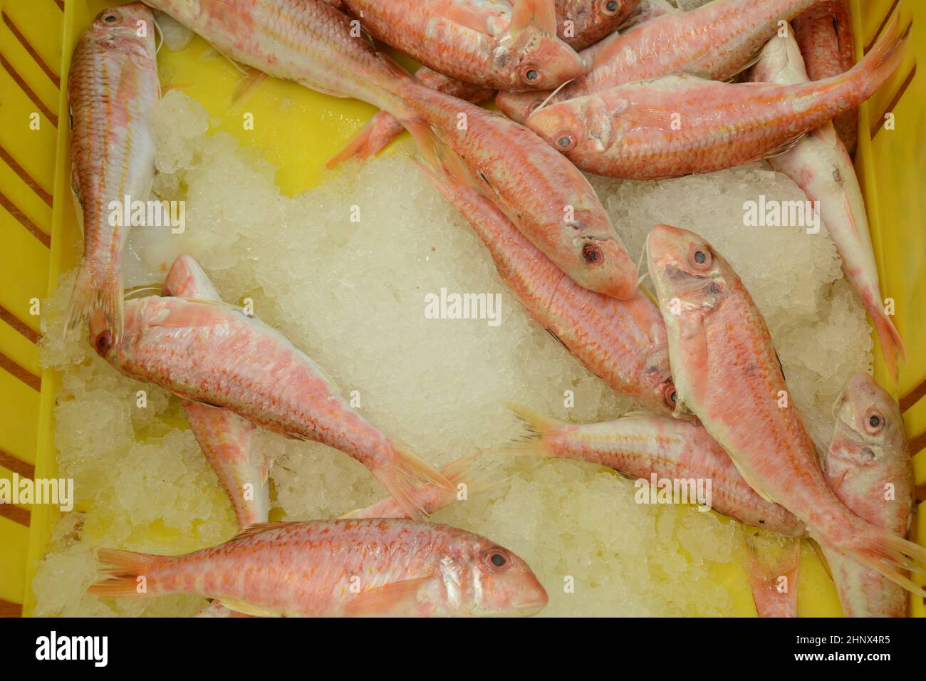 Fresh fish of the Mediterranean sea at the East Arab market of old City ...
