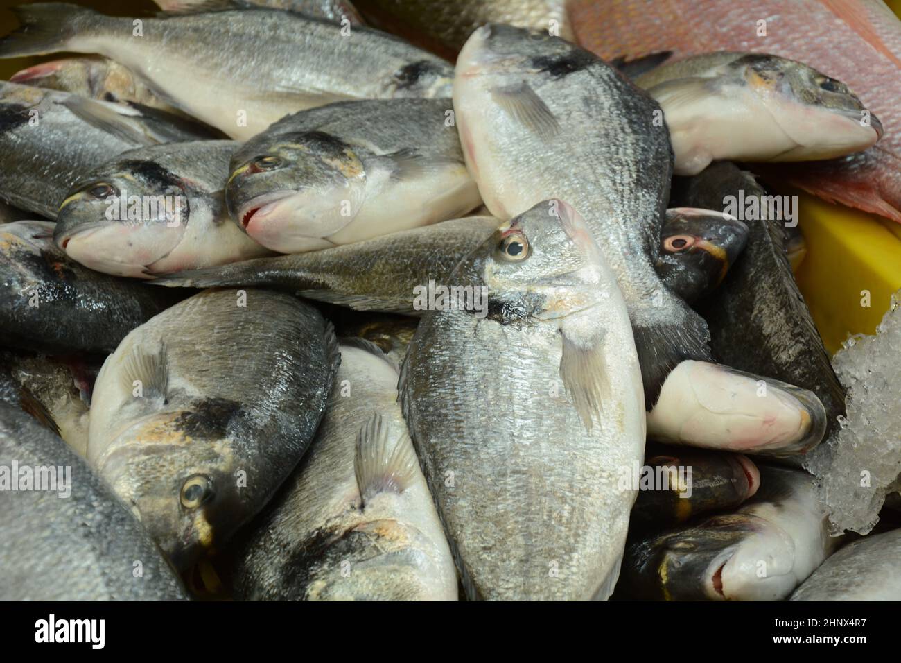 Fresh dorado fish of the Mediterranean sea at the East Arab market of ...