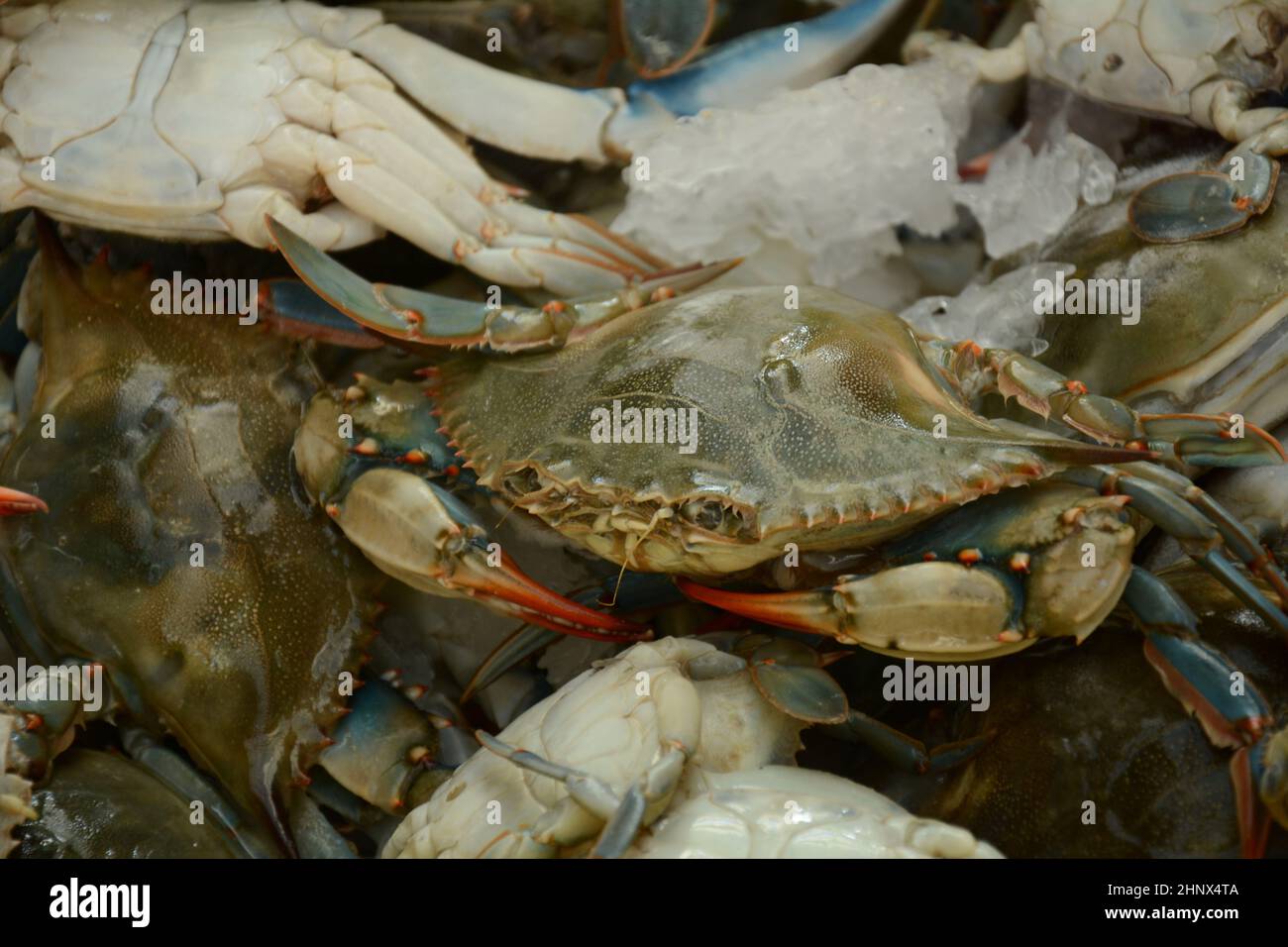 Blue Crabs stored in a live box for selling. Akko market. Akko(Acre ...
