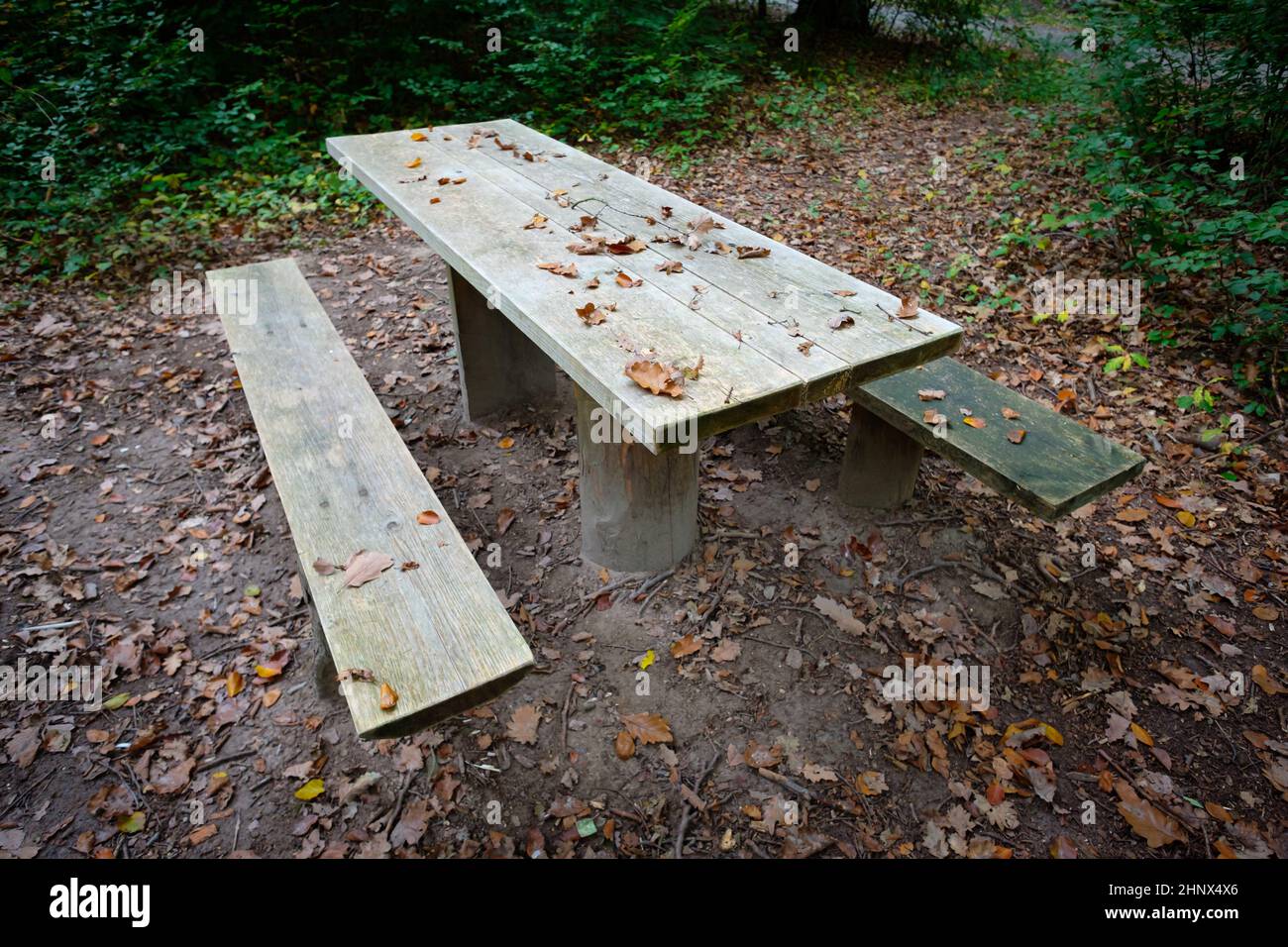 Hardwood forest bench hi-res stock photography and images - Alamy