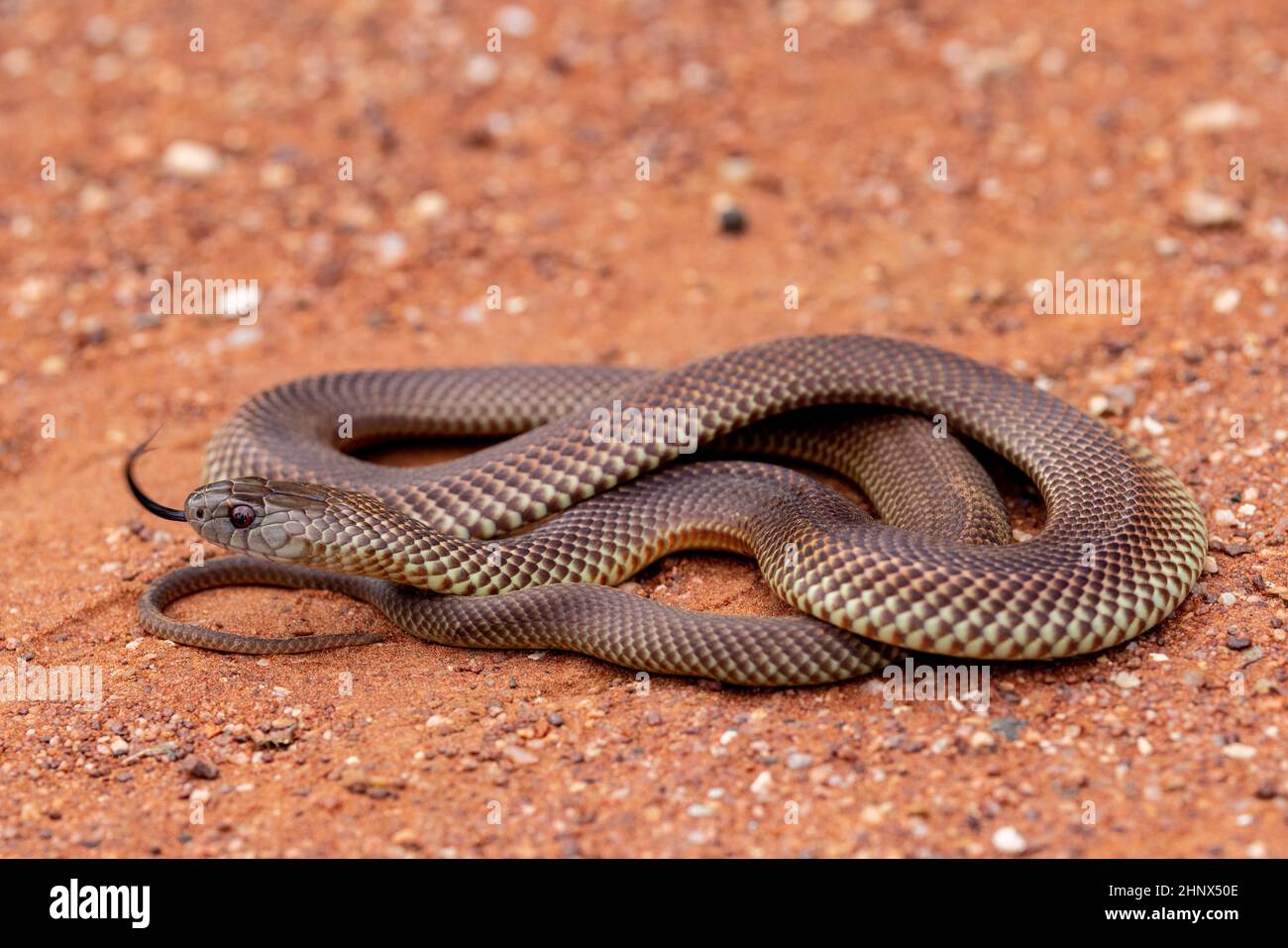 Australian Mulga or King Brown Snake flickering it's tongue Stock Photo ...