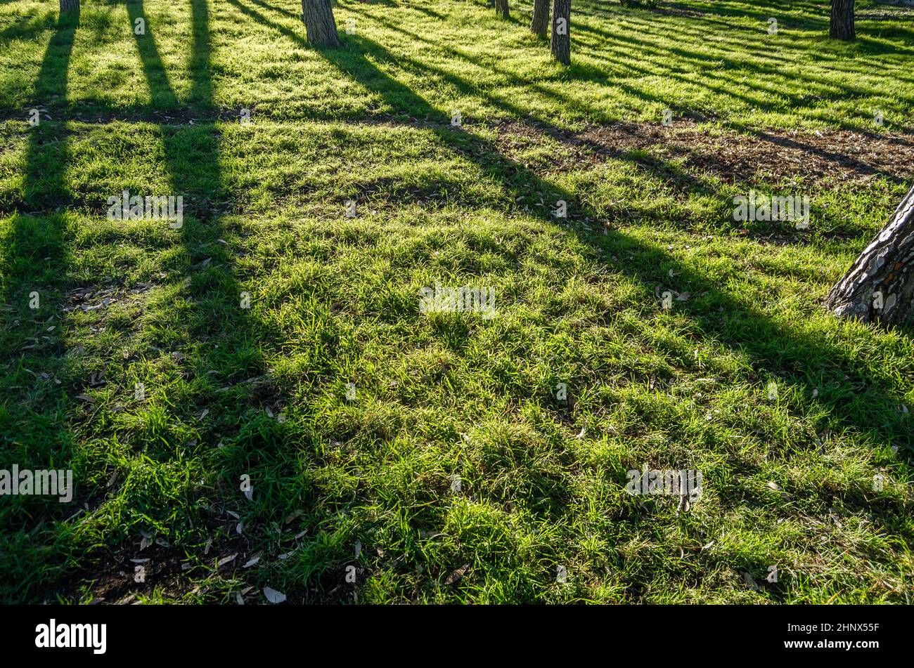 Shadow of trees on green grass in a park, nature background Stock Photo ...
