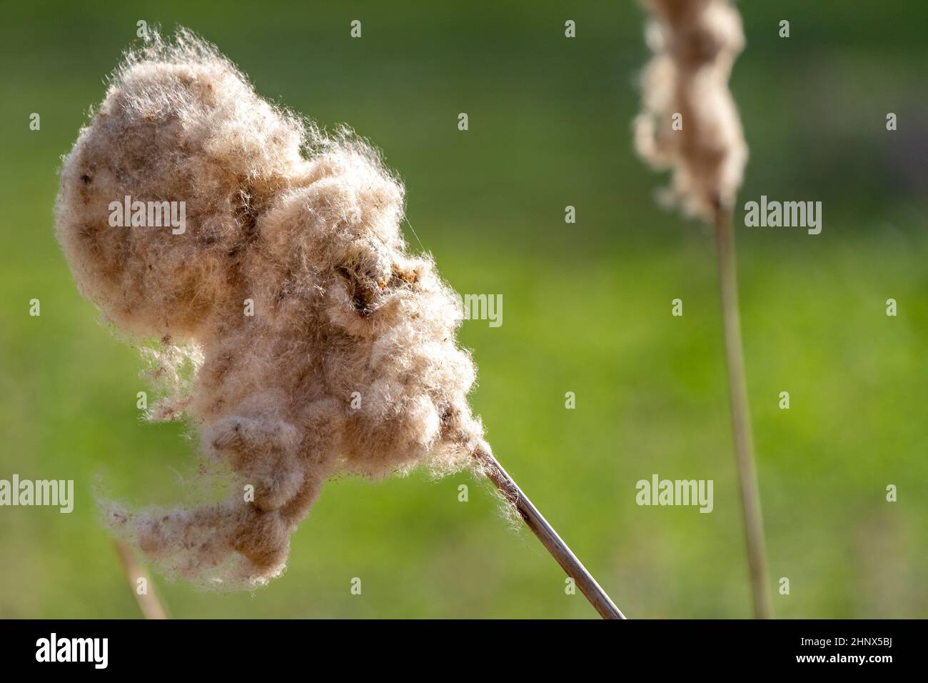 Selective focus shot of Cattail fluff Stock Photo - Alamy