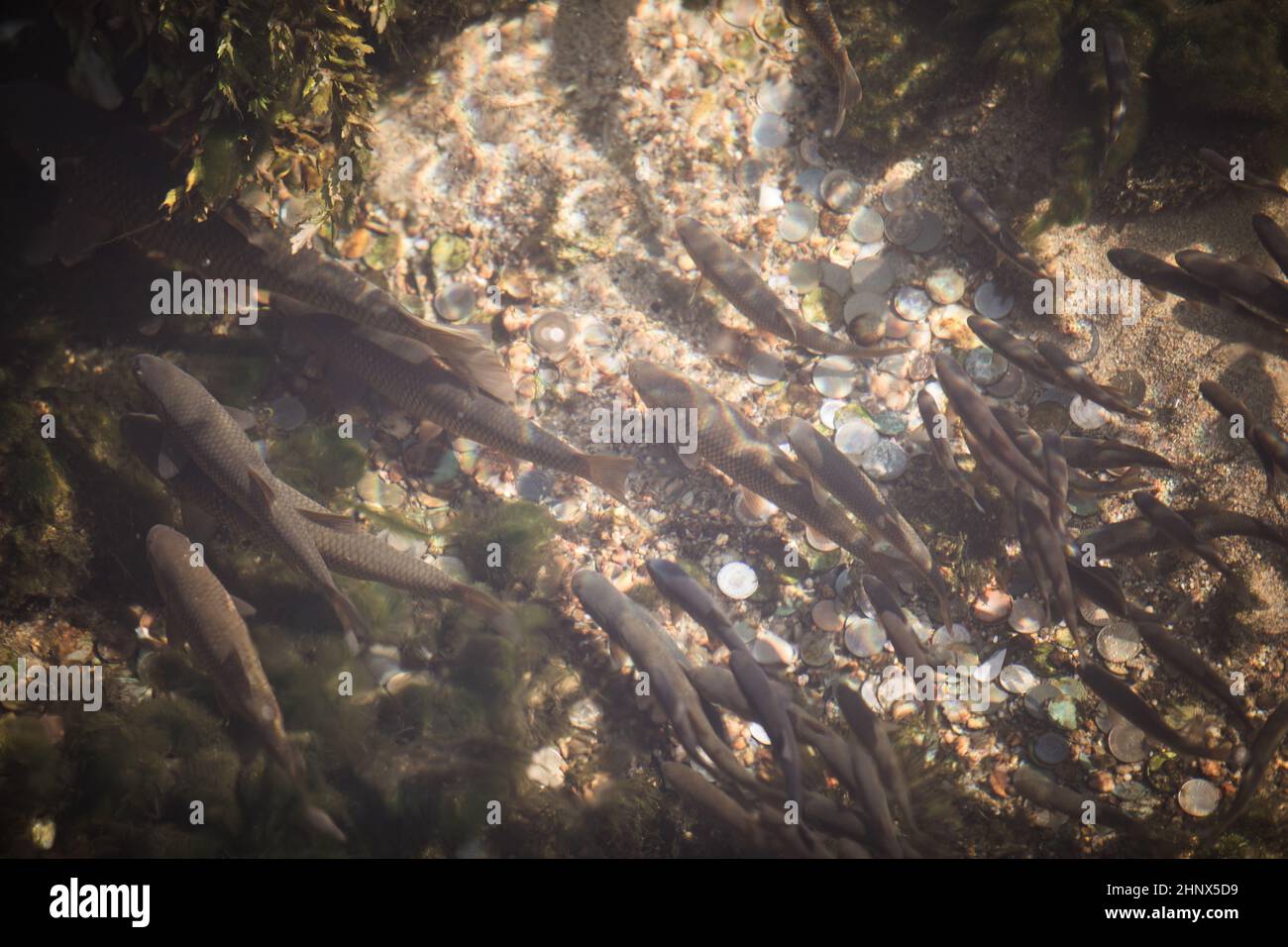 High angle image of many fish in a clear water, with coins on the ...