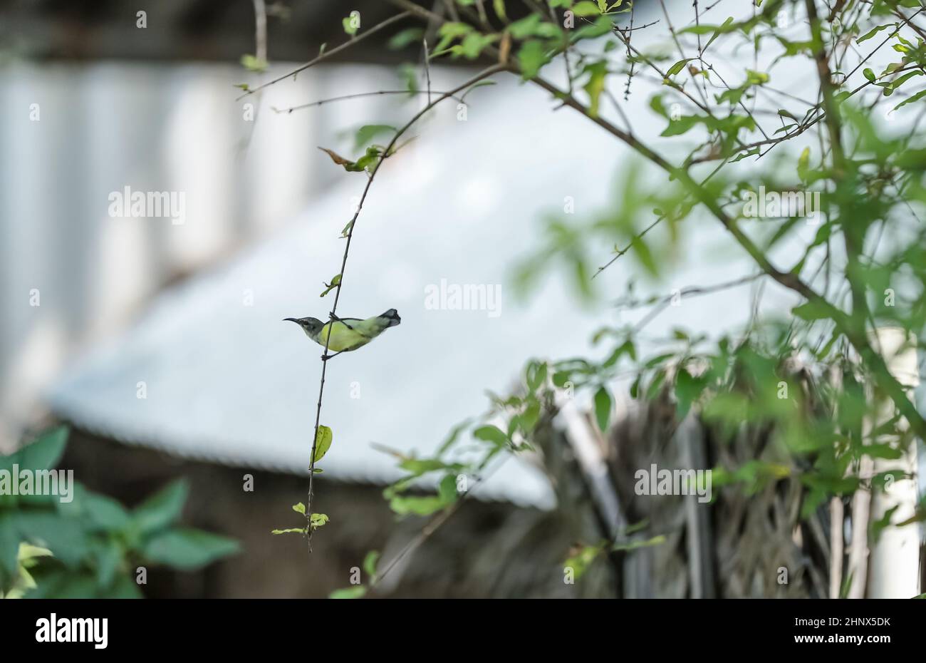 Yellow wagtail flying hi-res stock photography and images - Alamy