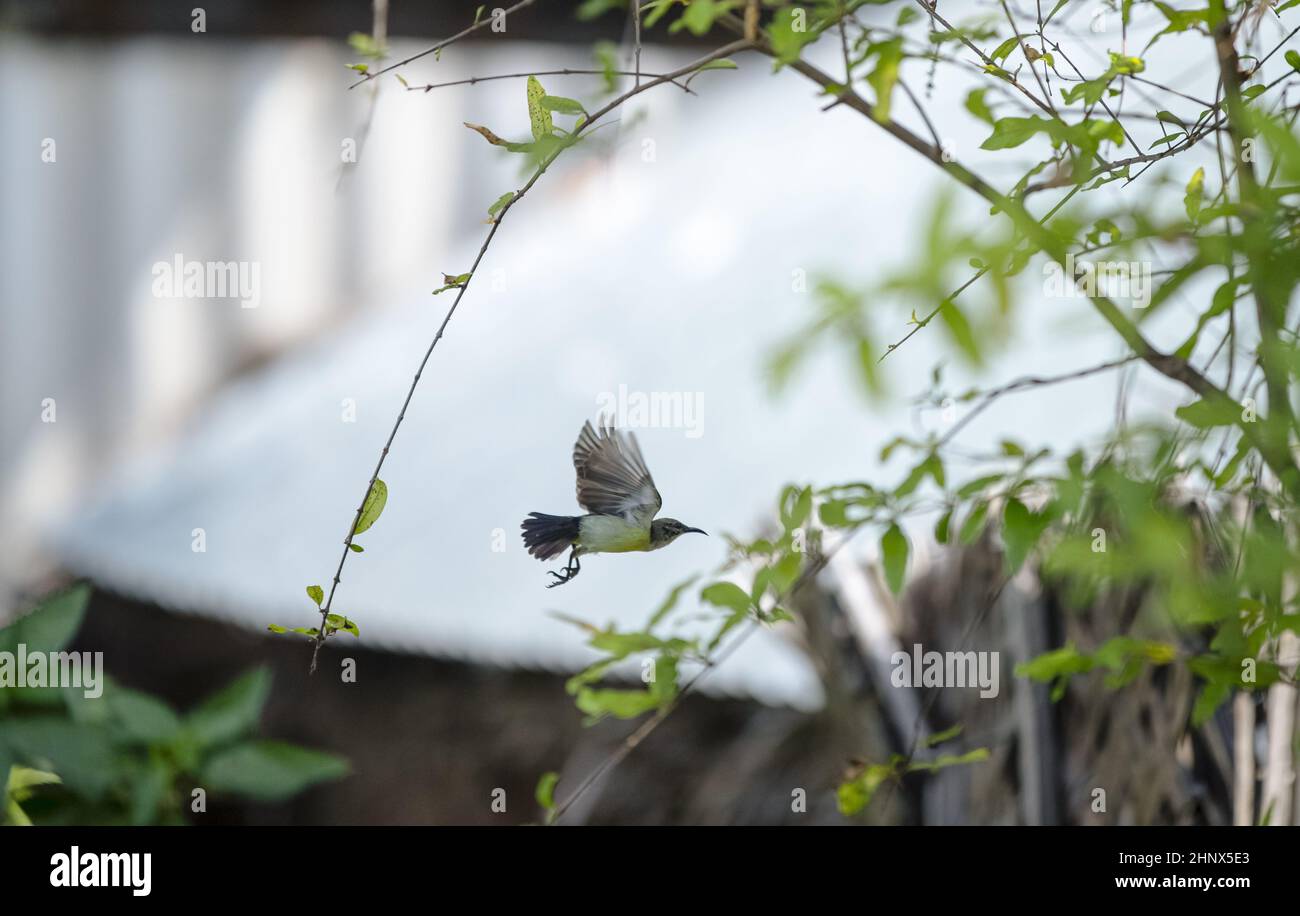 Yellow wagtail in flight hi-res stock photography and images - Alamy