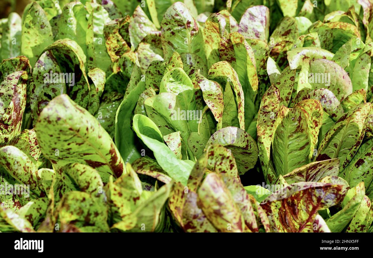 Freckles lettuce hi-res stock photography and images - Alamy