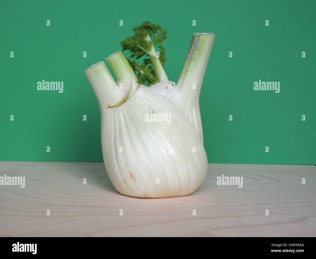 florence fennel (scientific name Foeniculum vulgare aka finocchio ...