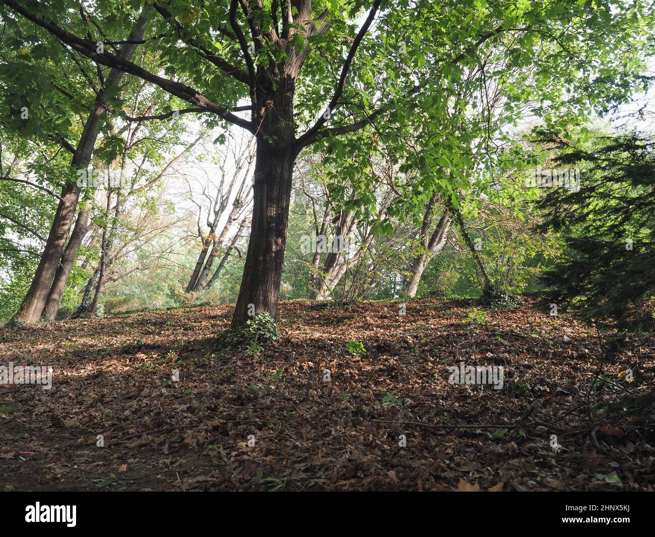 wood land on the hill useful as a natural background Stock Photo - Alamy