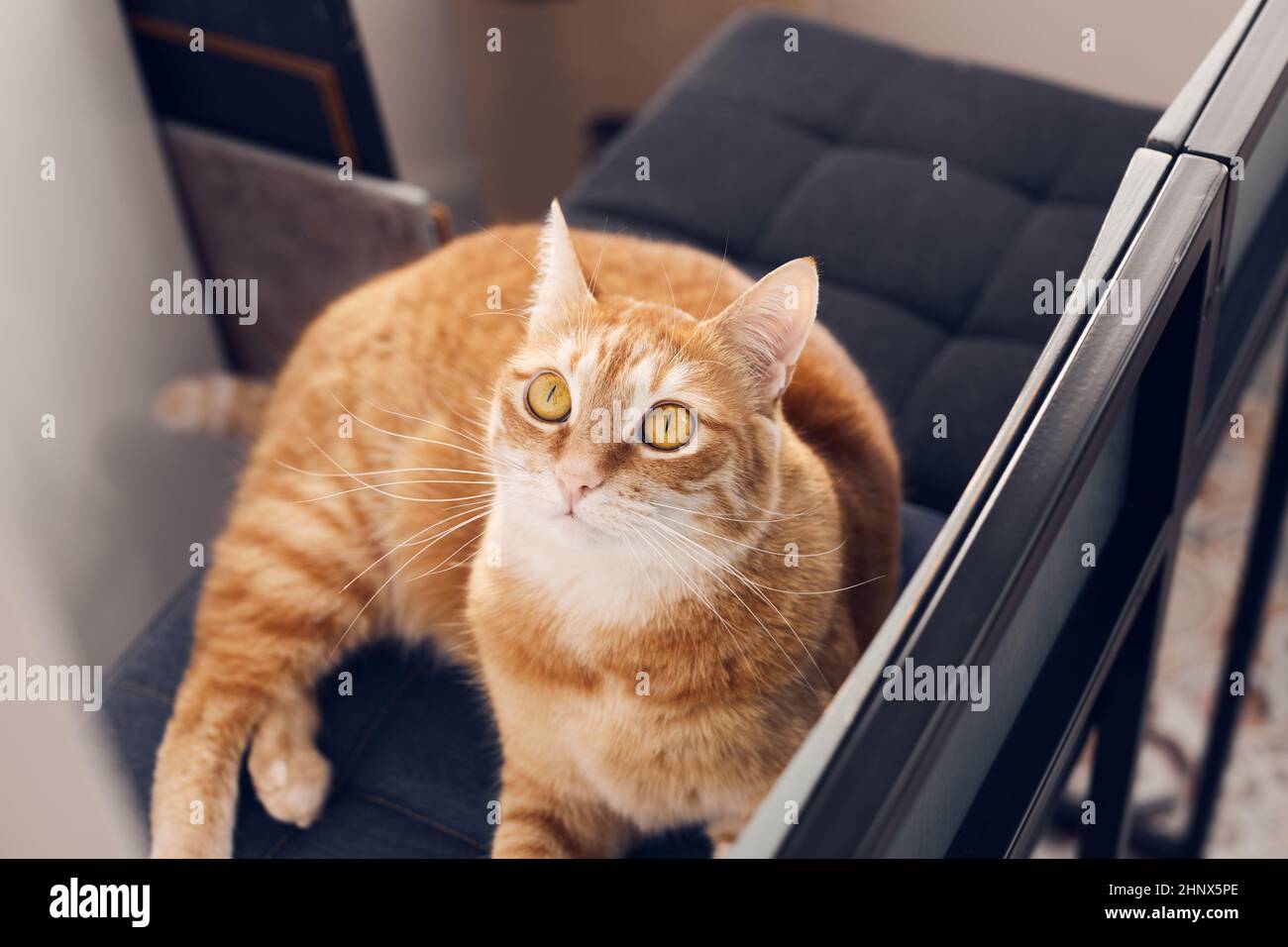 Sad fluffy cat lies on hi-res stock photography and images - Alamy