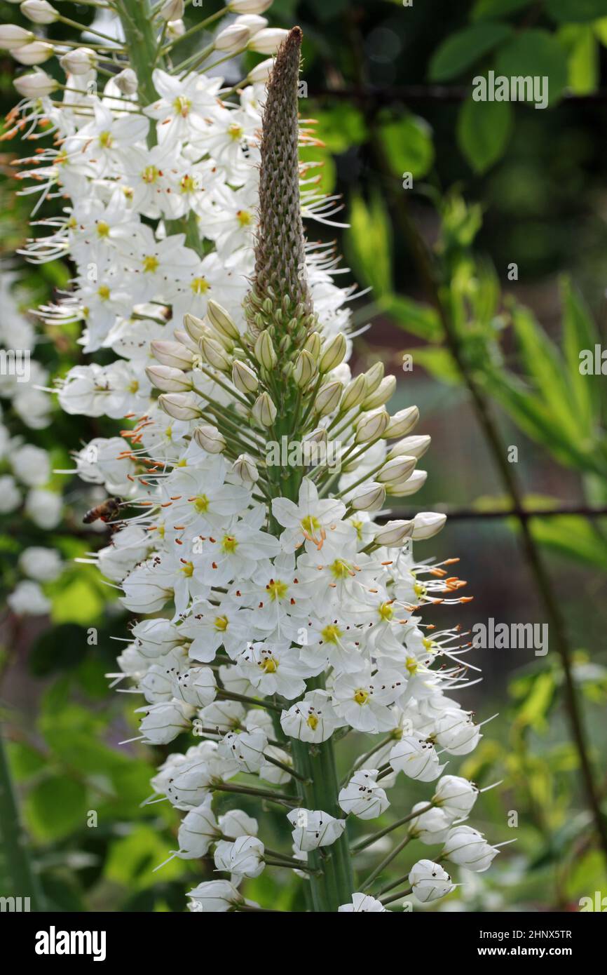 White foxtail lily, Eremurus species, flowering spikes with a blurred ...