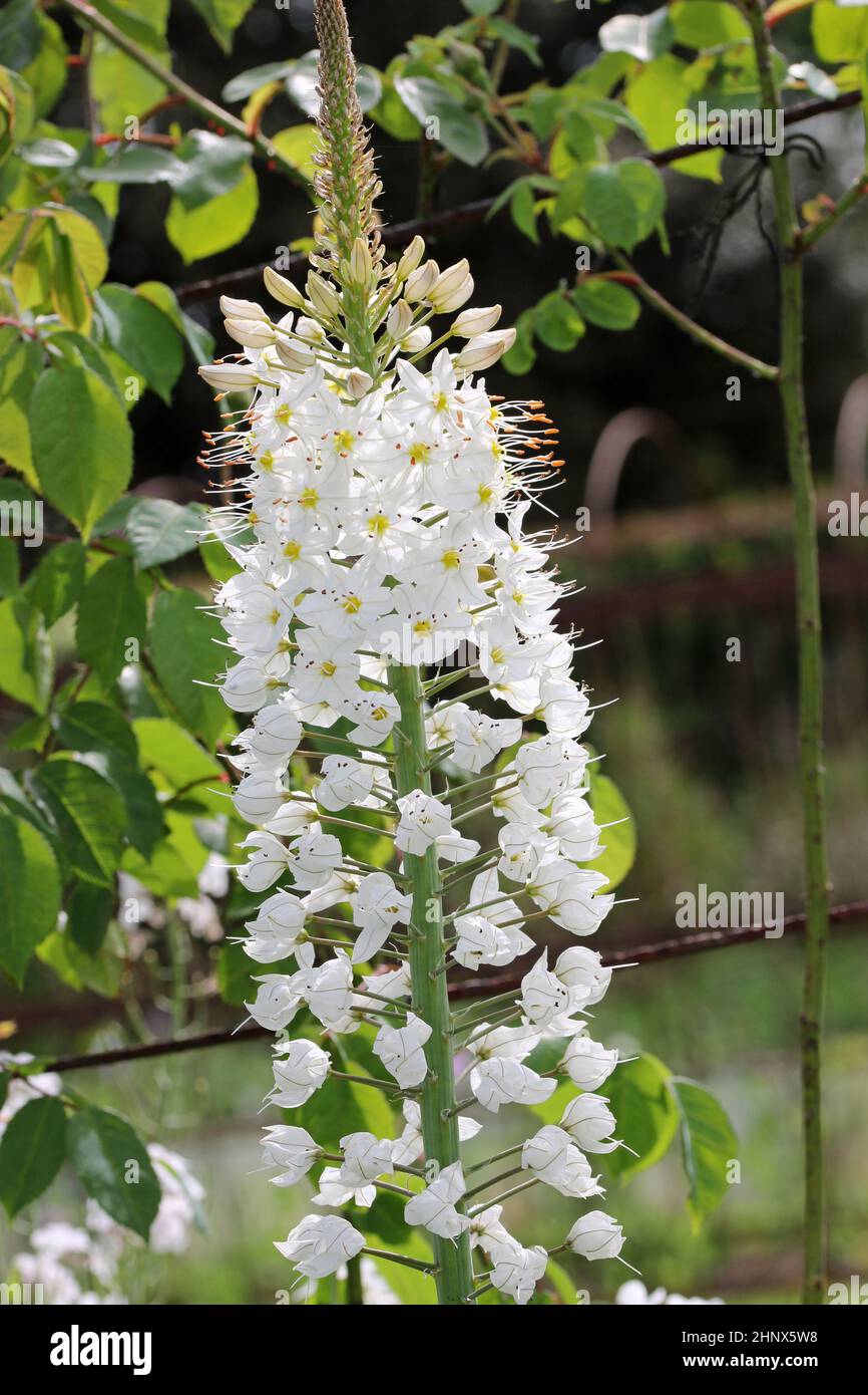 White foxtail lily, Eremurus species, flowering spike with a blurred ...