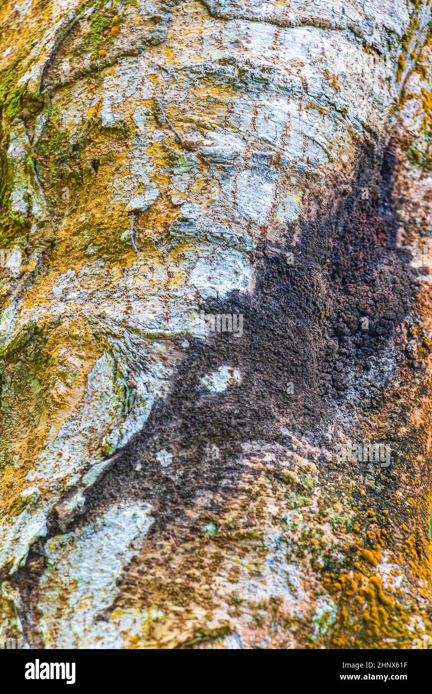 Tropical tree bark texture with colorful green orange red and black ...