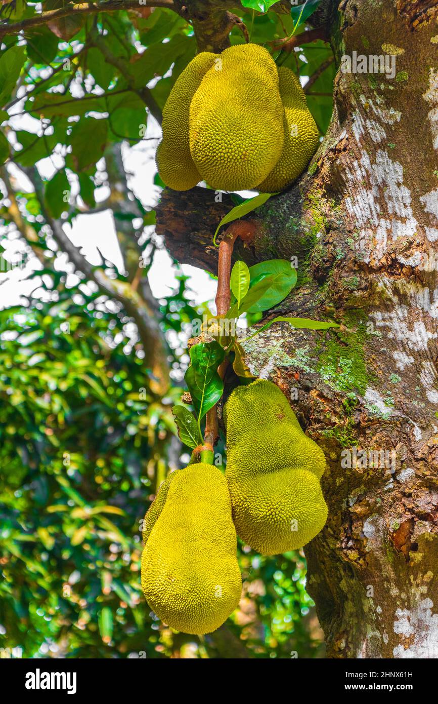 Jackfruit Artocarpus heterophyllus growing on jack tree in the nature ...