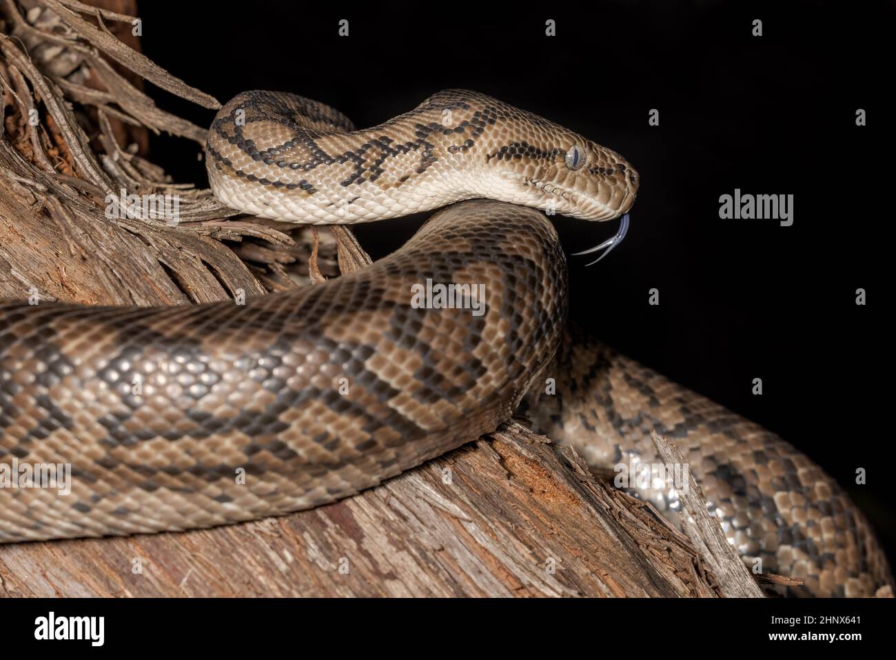 Murray Darling Carpet Python flickering it's tongue Stock Photo - Alamy