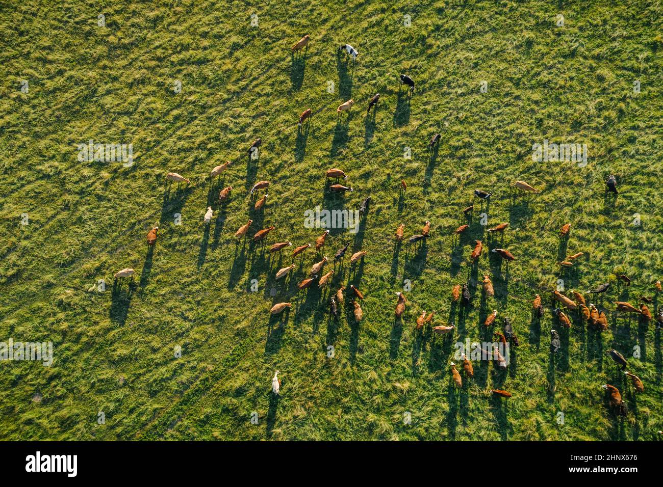 Aerial top-down view over meadow cows showing their long shadows from ...