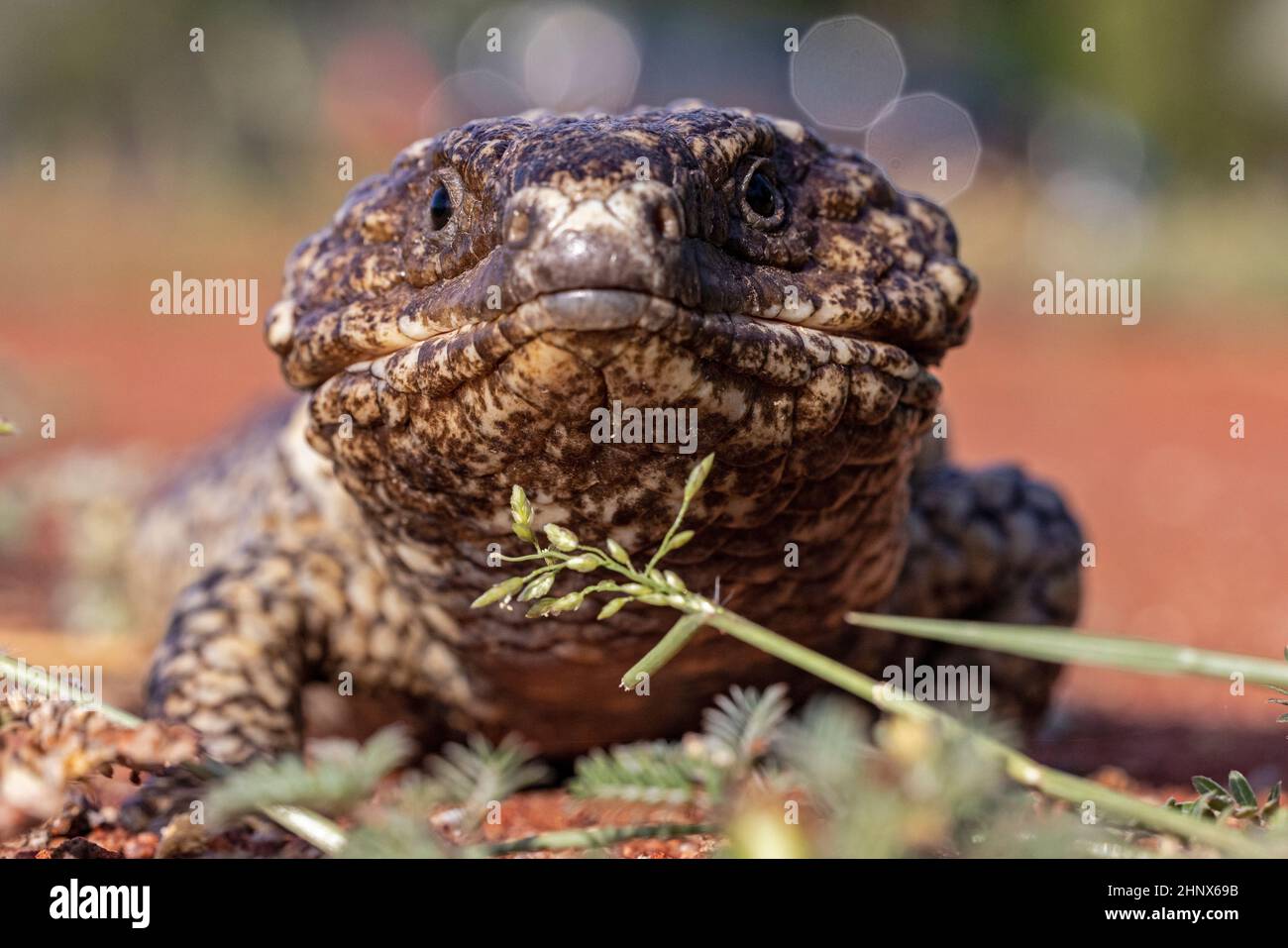 Shingle back lizard hi-res stock photography and images - Alamy