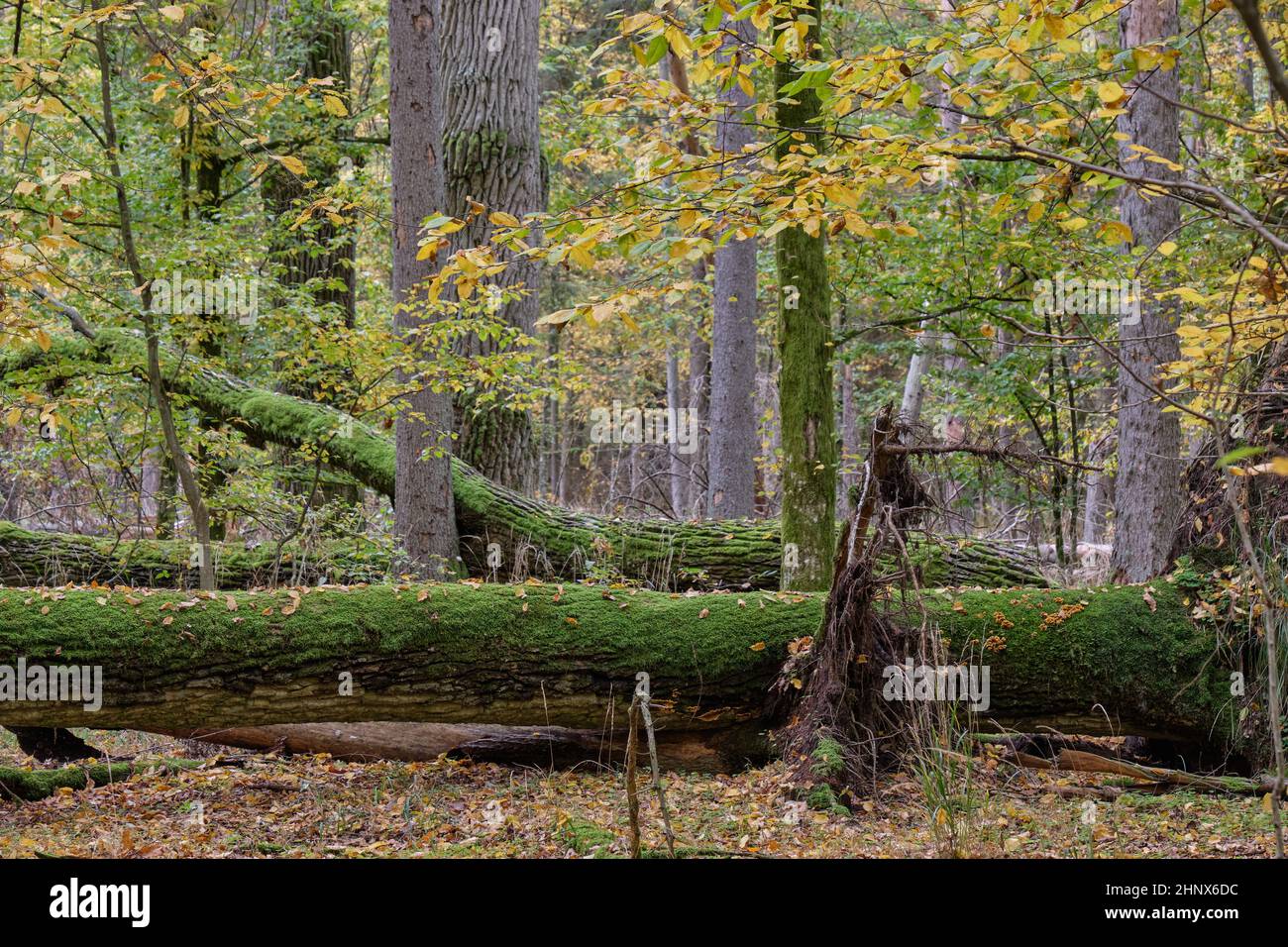 Autumnal deciduous tree stand with hornbeams and broken tree moss ...