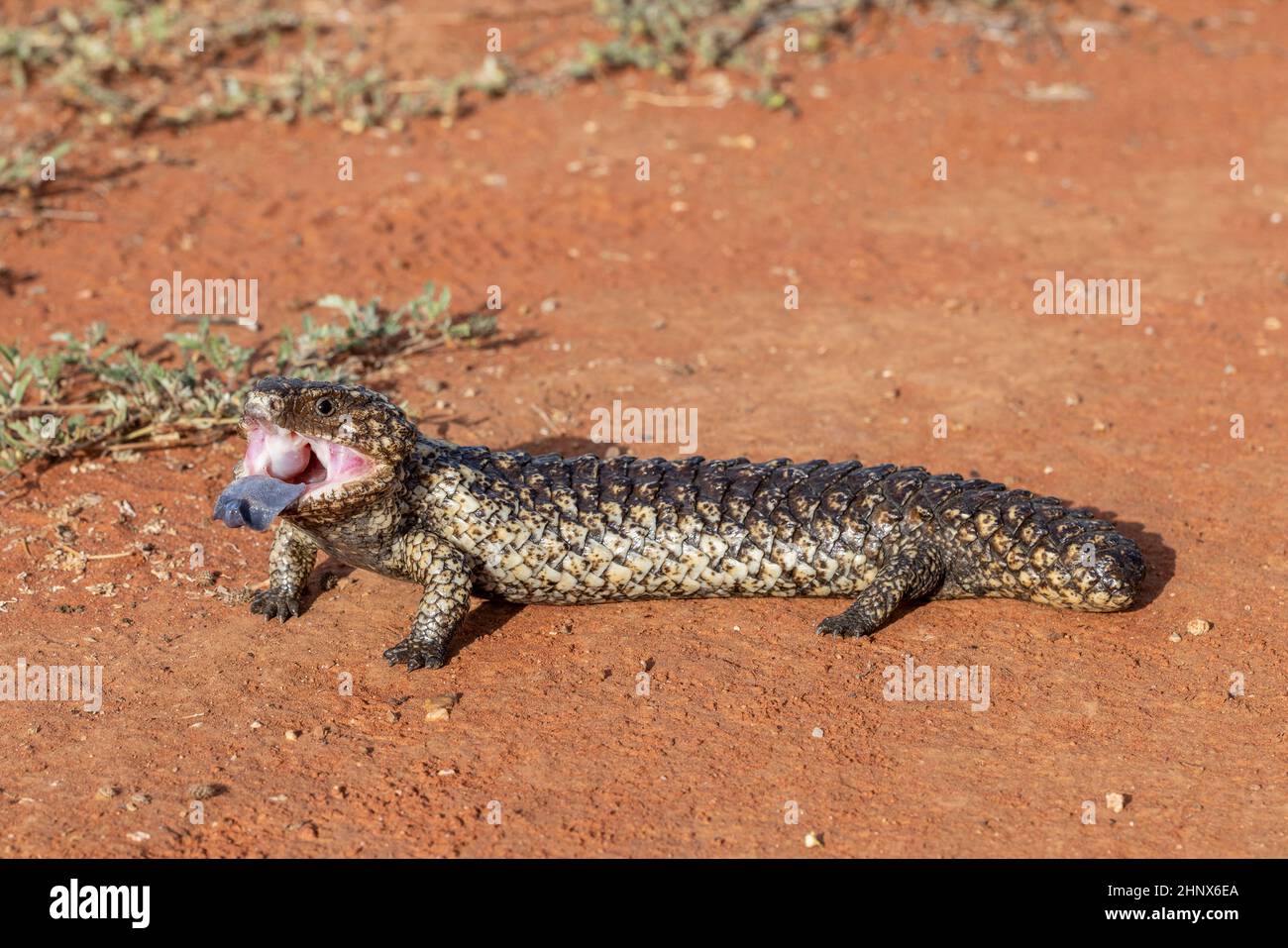 Australian Shingle-back Lizard with mouth open showing it's blue tongue ...