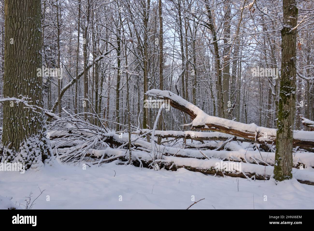 Wintertime landscape of snowy deciduous stand in snowfall, Bialowieza ...