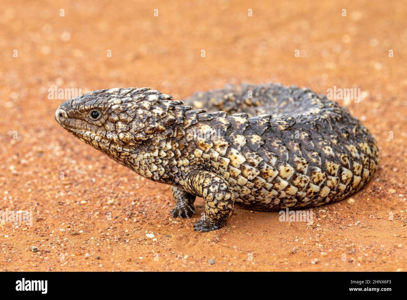 Shingle back lizard hi-res stock photography and images - Alamy