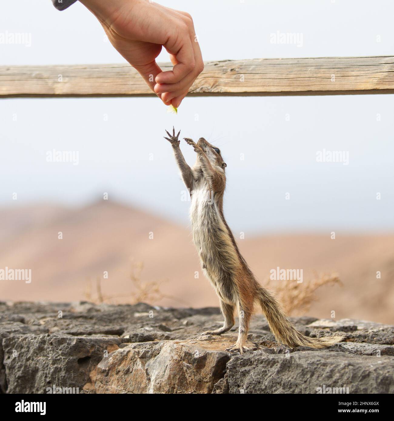 Human hand feeding a squirrel in dry rocky landscape Stock Photo - Alamy