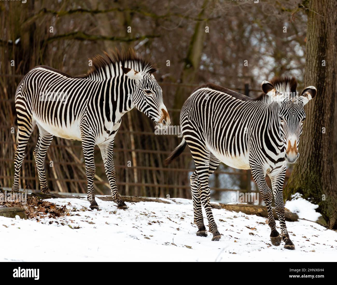 Zebras winter zoo hi-res stock photography and images - Alamy
