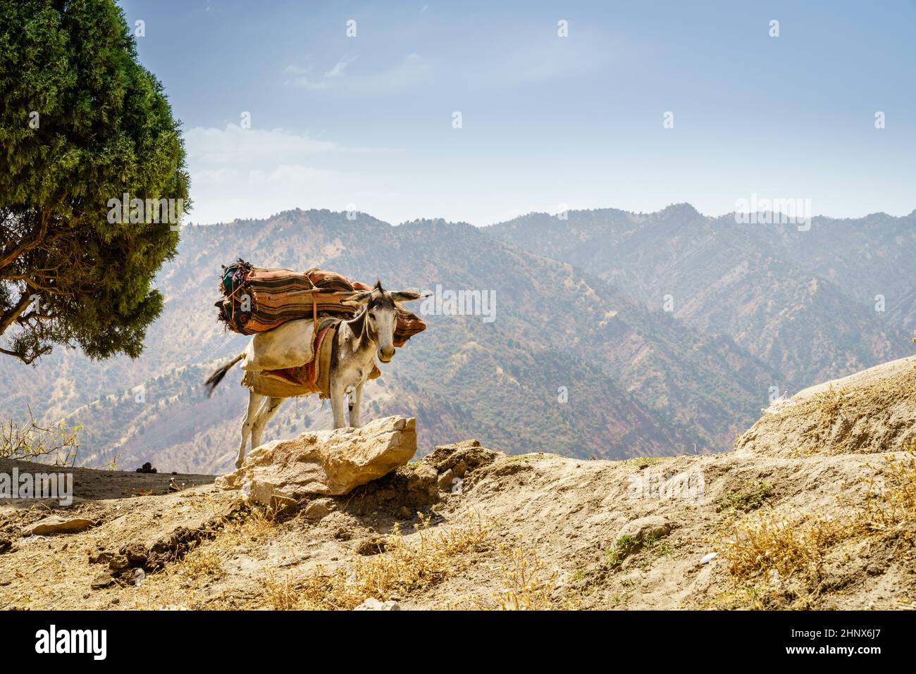Pack mule hi-res stock photography and images - Alamy