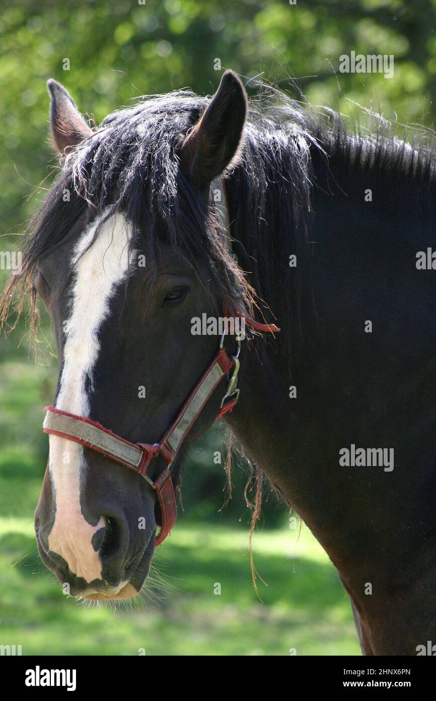 A Black Shire Horse with a white face Stock Photo - Alamy